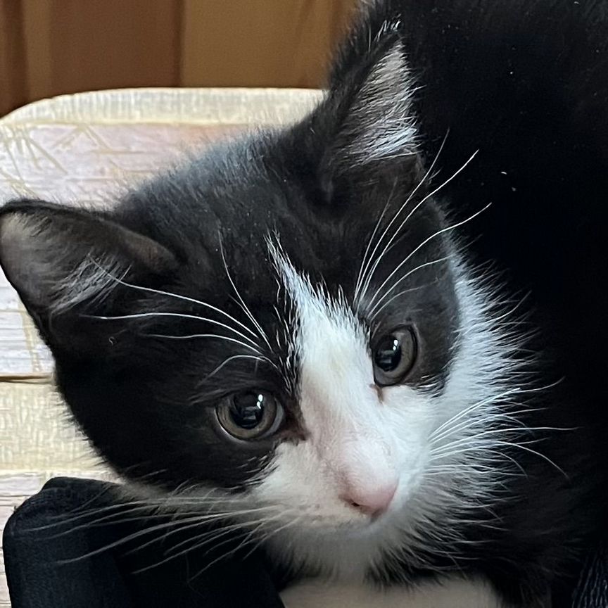 Котёнок в добрые руки