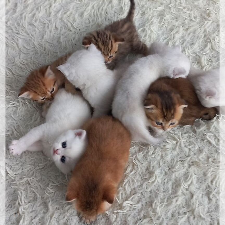 Котята золотой и серебристый шиншилы