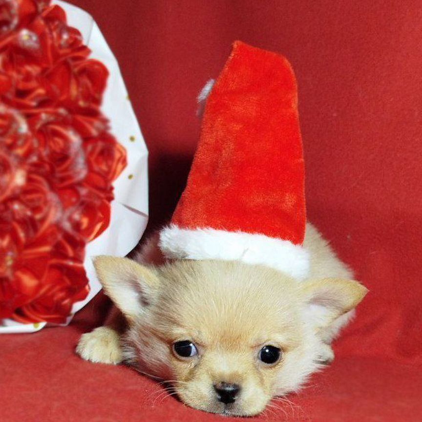 Помчи, щенок