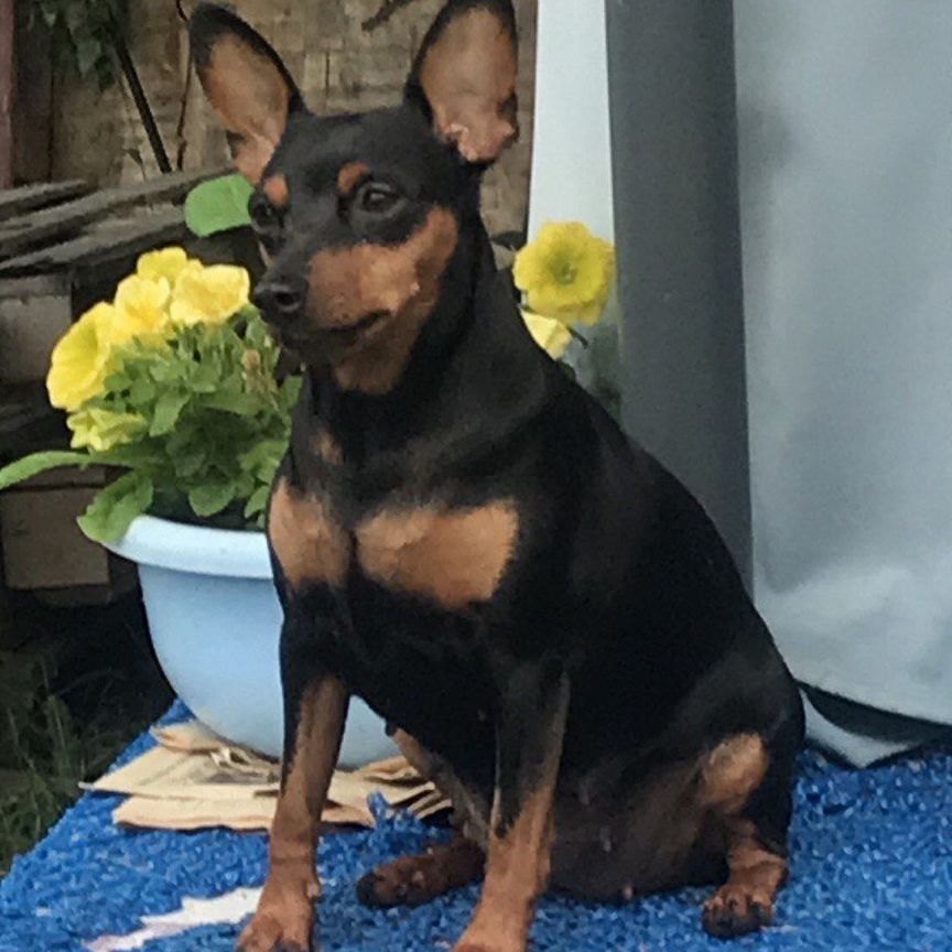 Цвергпинчер, щенок