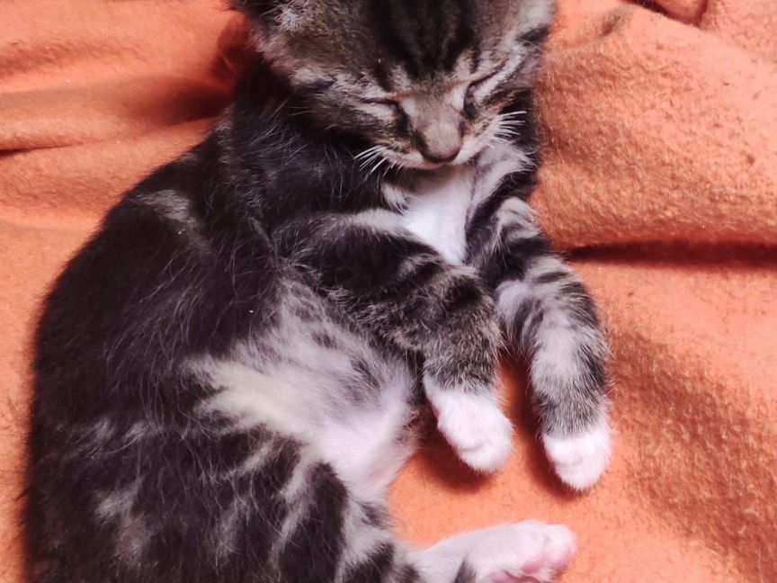 Котенок мальчик
