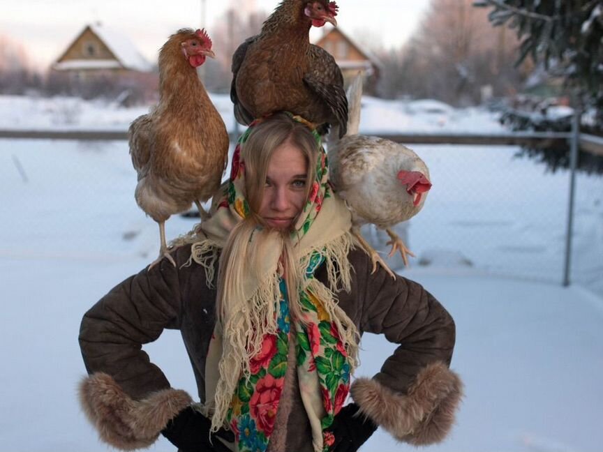 Курицы на фотосессию