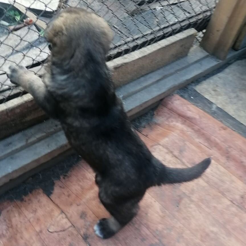 Щенки зонарные немецкой породы редкая порода