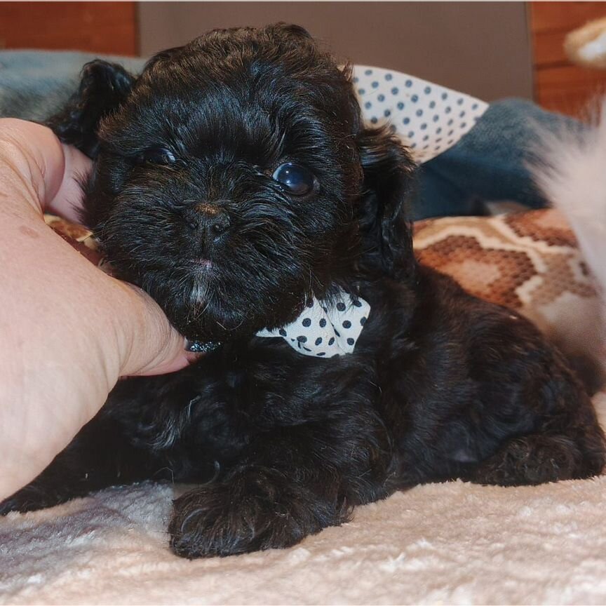 Мальтипу, щенок