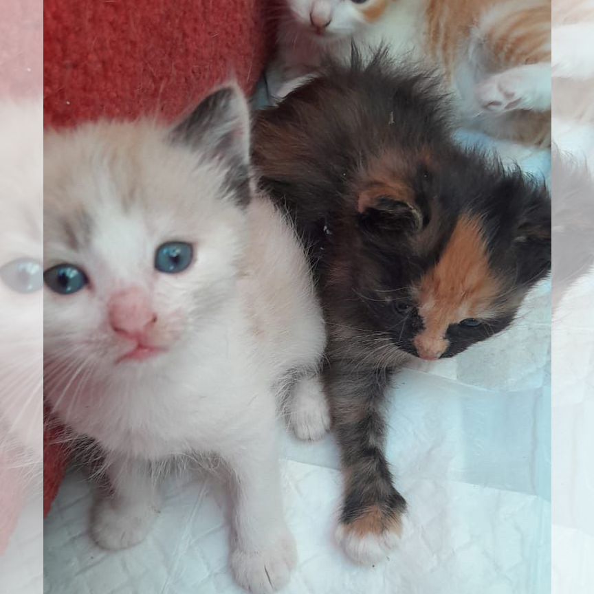 Котята в добрые руки