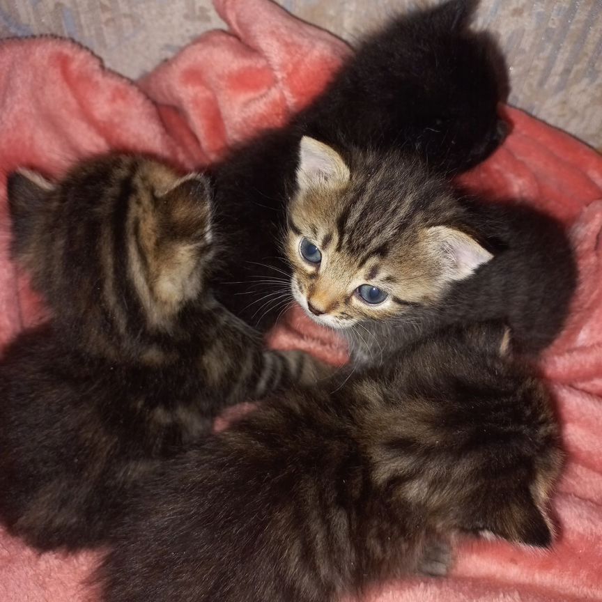 Кисятам нужен дом