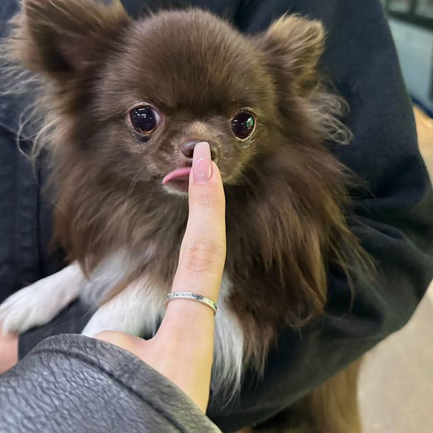 Чихуахуа, взрослый пёс