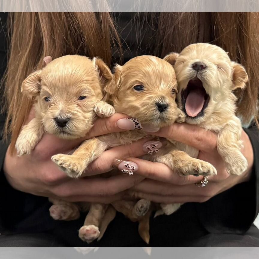 Мальтипу, щенок