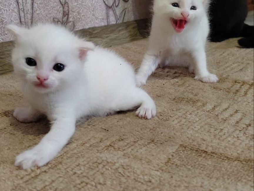 Котята в добрые руки(за шоколадку