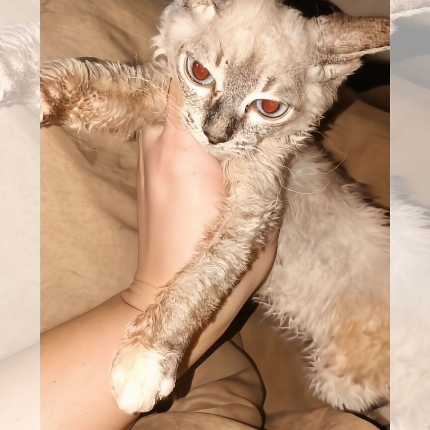 Донской сфинкс котёнок