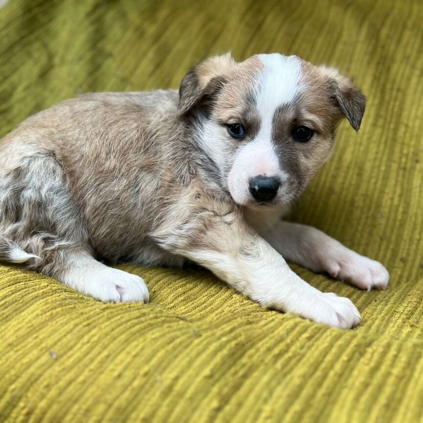 Малыш в добрые руки