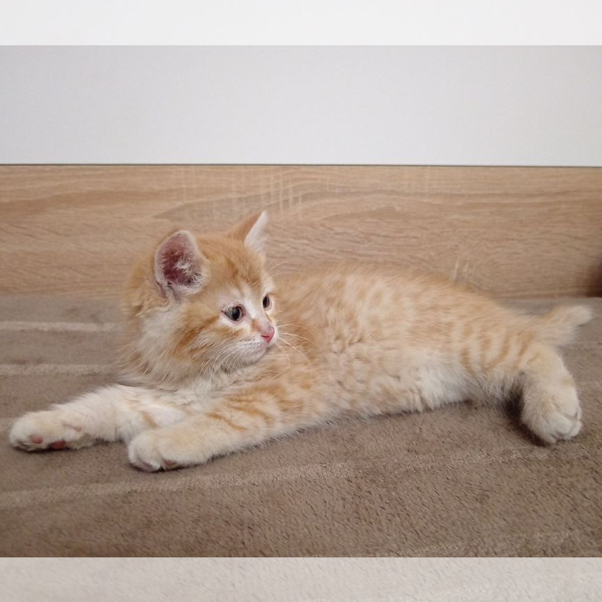 Котёнок в добрые руки