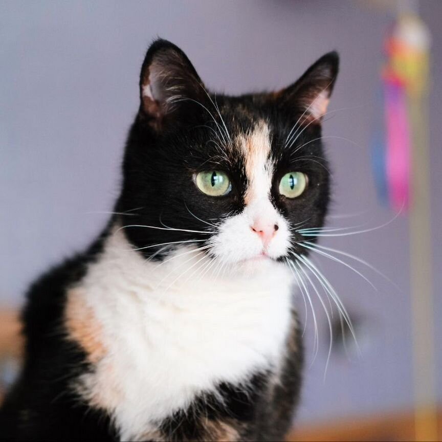 Кошка в семью девочка