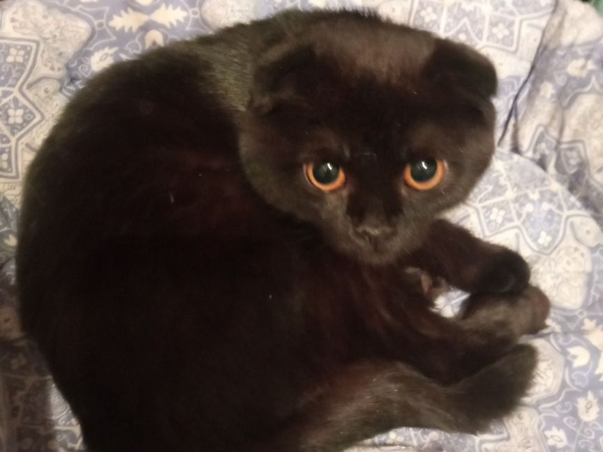 Шотландская вислоухая кошка