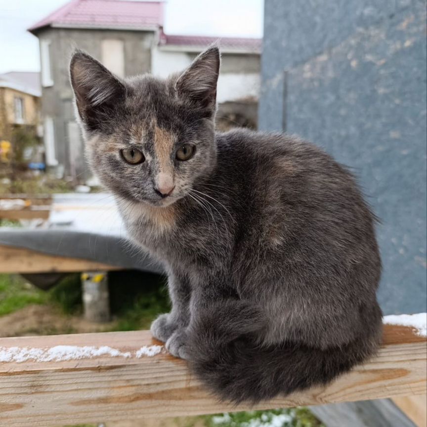 Кошечка идёт дом