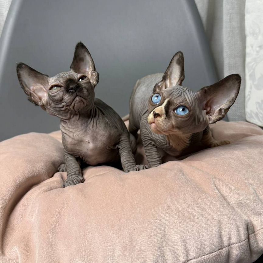 Канадский сфинкс котёнок