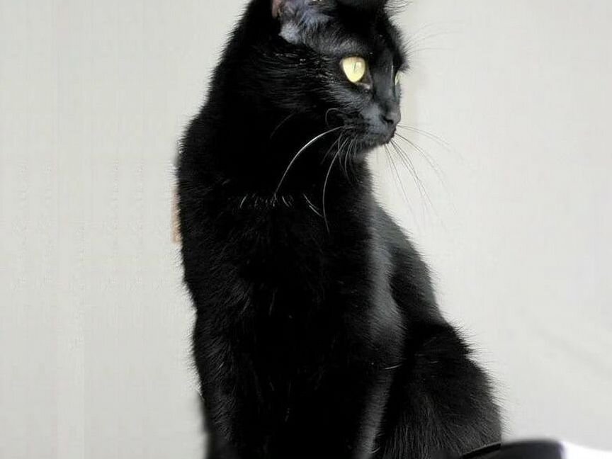 Одинокий ворон Маркус