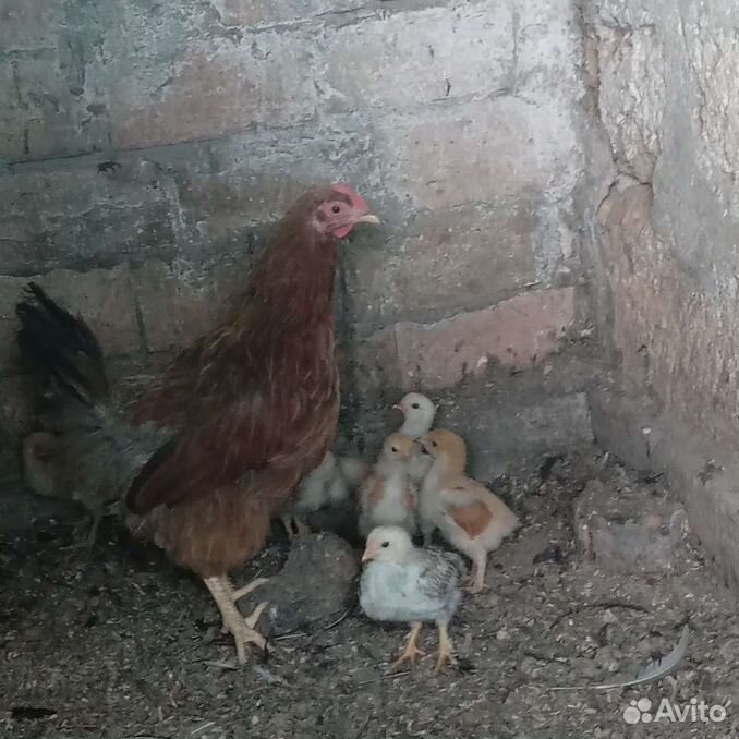 Квочки с цыплятами