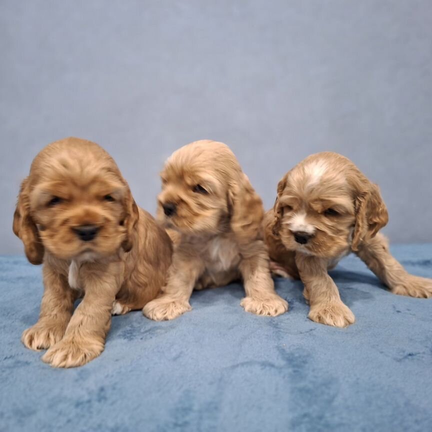 Американский кокер-спаниель, щенок