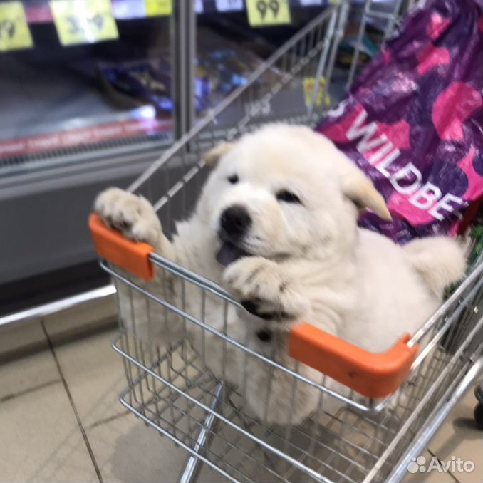 Чау-чау смуфик