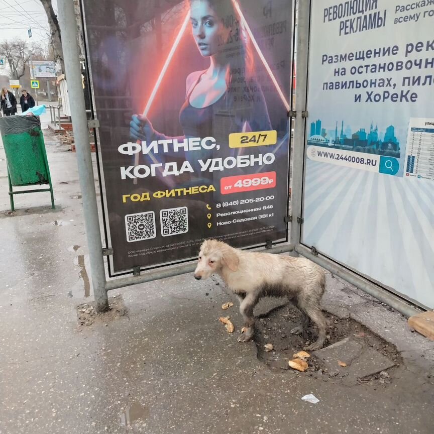 Очень красивый щенок на остановке ставропольская