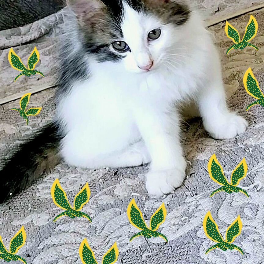 С вет. паспортом мальчик готов к переезду к вам