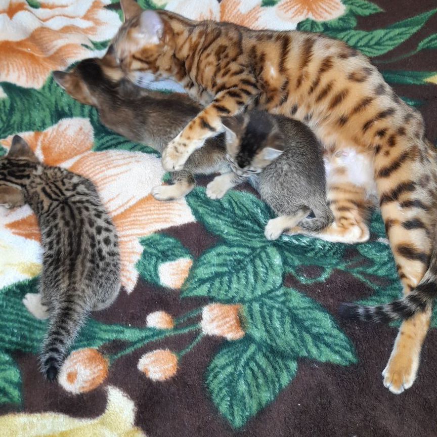 Абиссинский котёнок