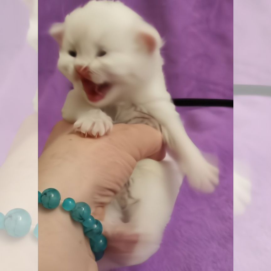 Шотландский вислоухий длинношёрстный котёнок