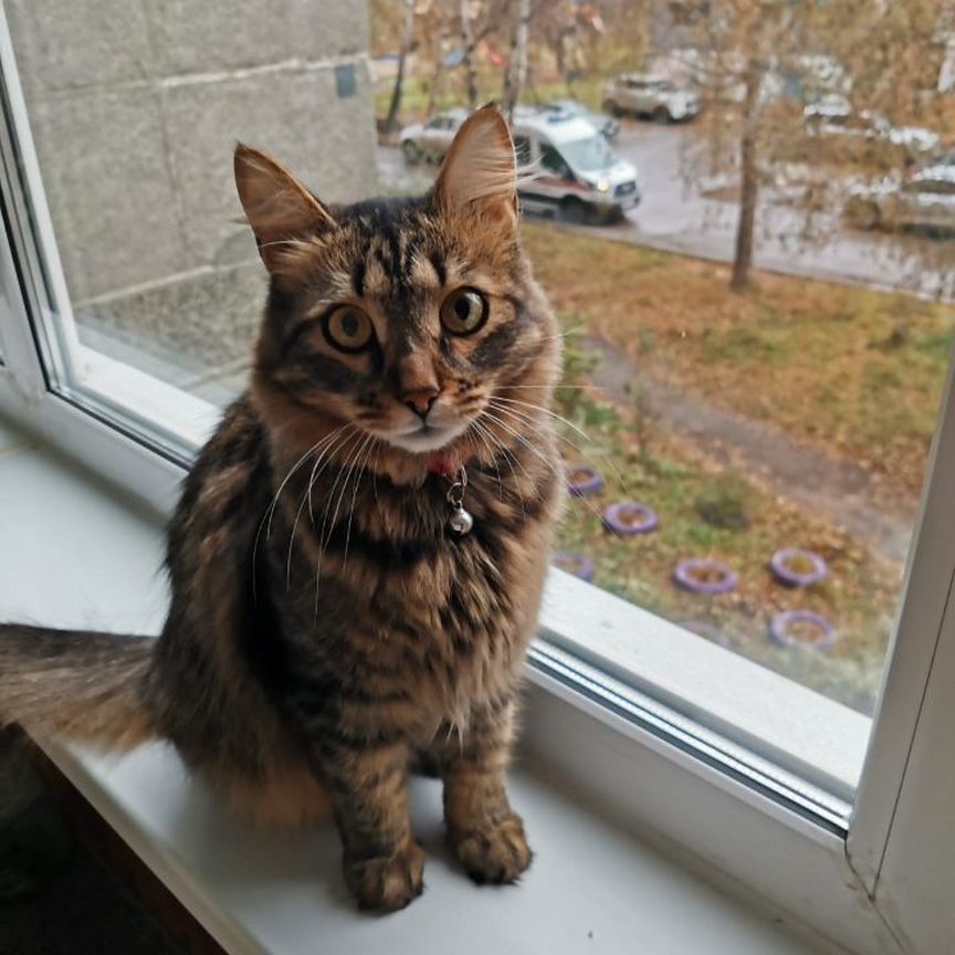 Кошки в добрые руки