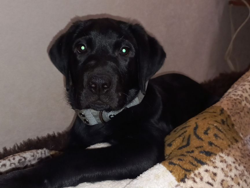 Щенки лабрадора в добрые руки