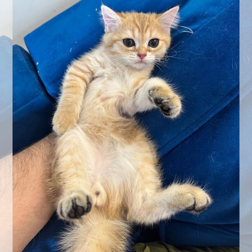 Шотланский длинношерстный котенок