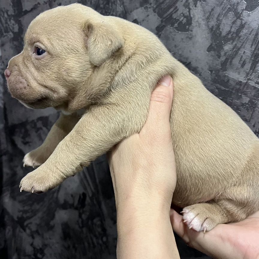 Американский булли, щенок