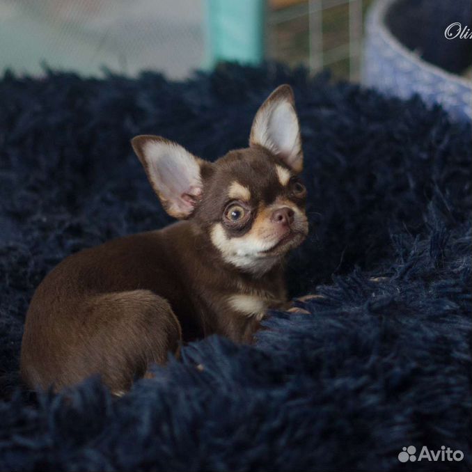Чихуахуа шоколадочка микро