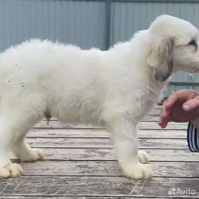 Южнорусская овчарка щенки