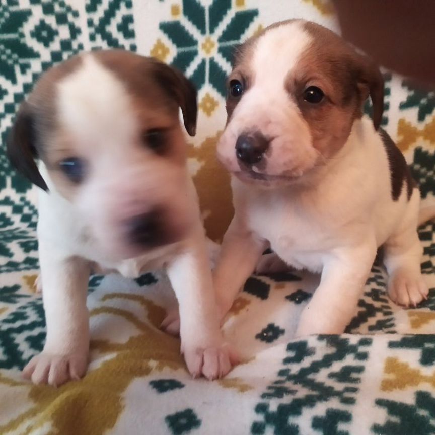 Русская гончая, щенок