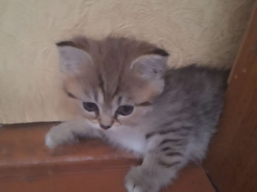 Отдам котят