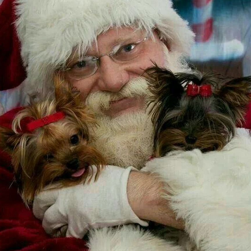 Йоркширский терьер, щенок