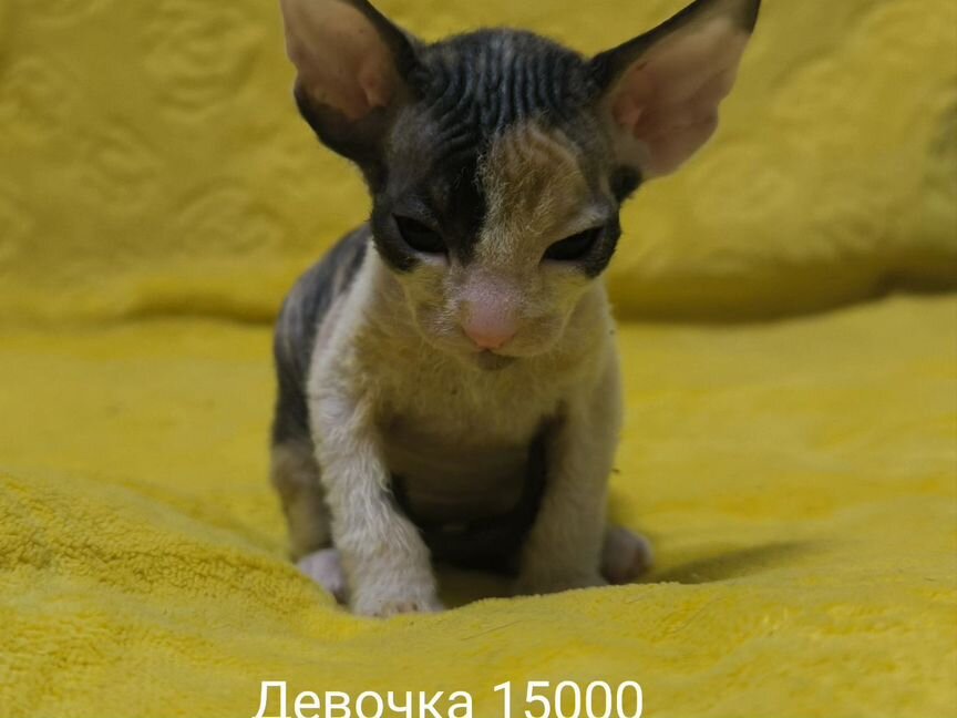 Кошки