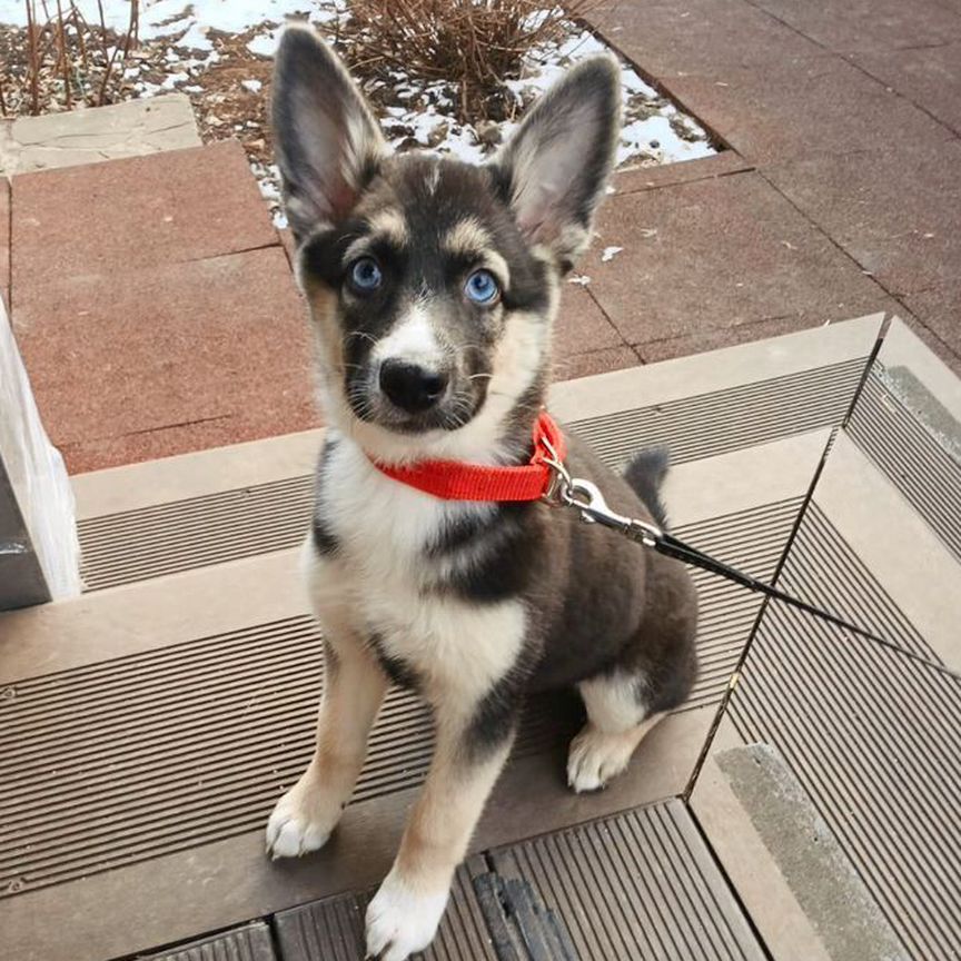 Щенок метис в добрые руки