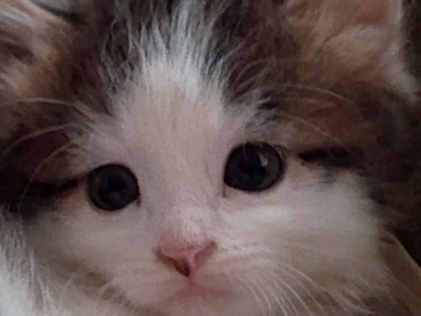 Котёнок ищет дом