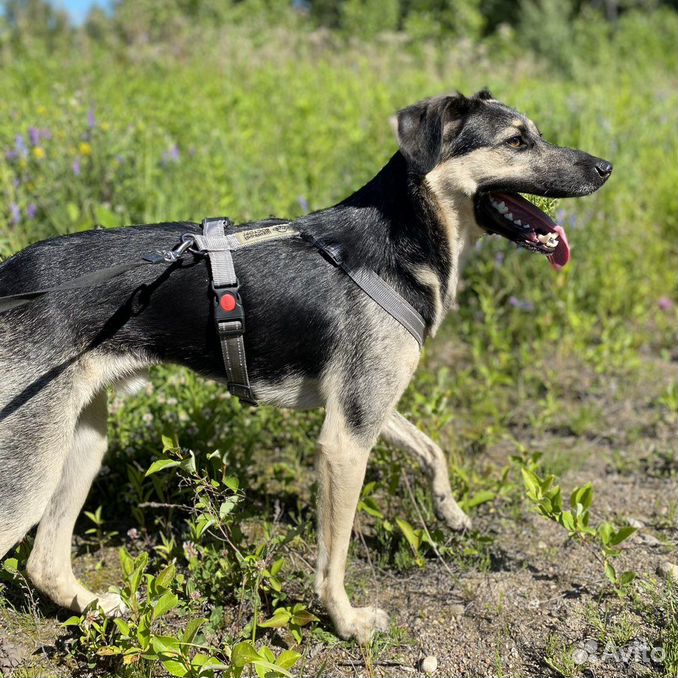 Метис немецкой овчарки