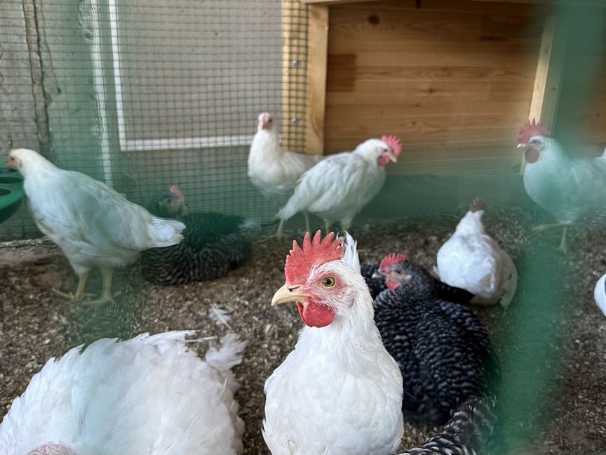 Петушки породы декабл уайт вылуп от 27.04.2024