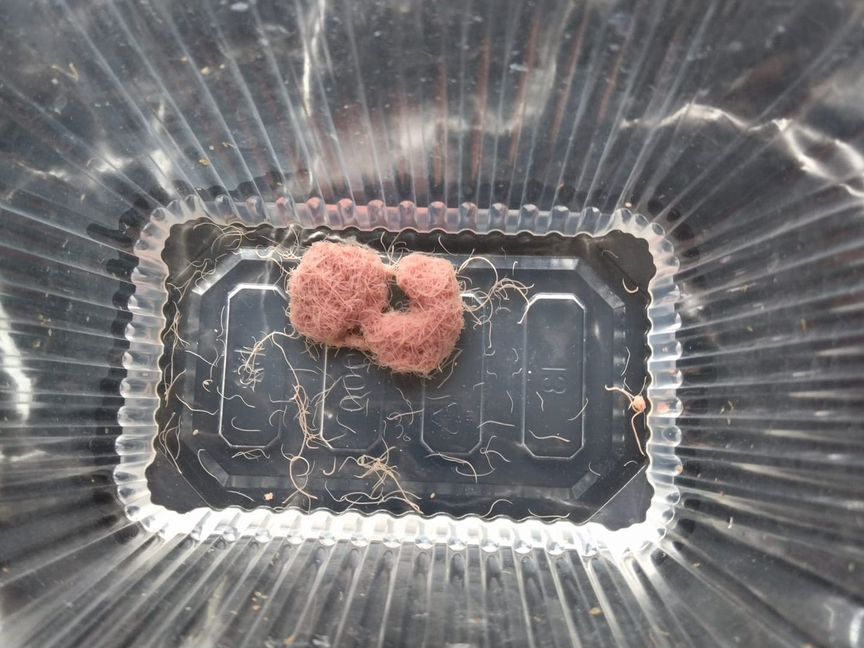 Корм для аквариумных рыбок. Домашний трубочник