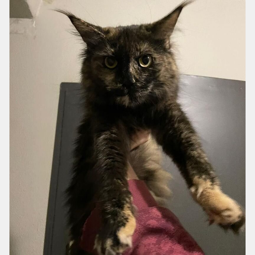 Мейн-кун в добрые руки