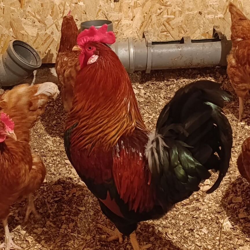 Продам Петуха