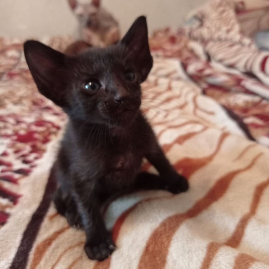 Ориентальные котята