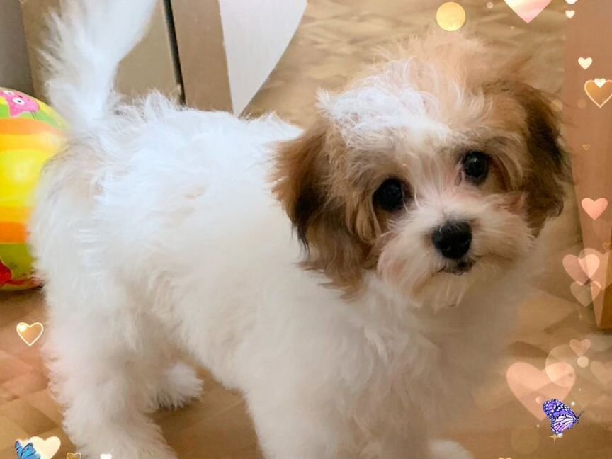 Бишон панда мини
