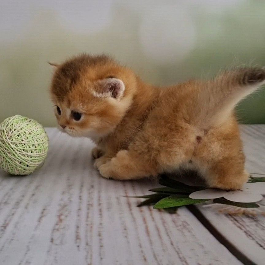 Манчкин котёнок