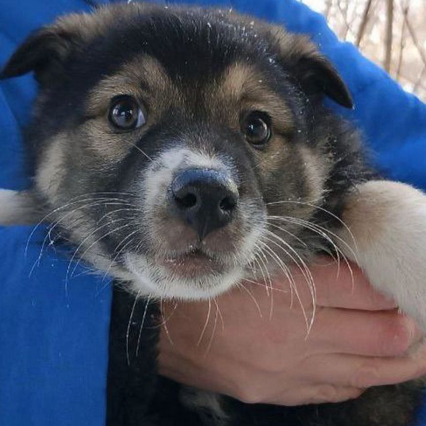 Щенок в добрые руки