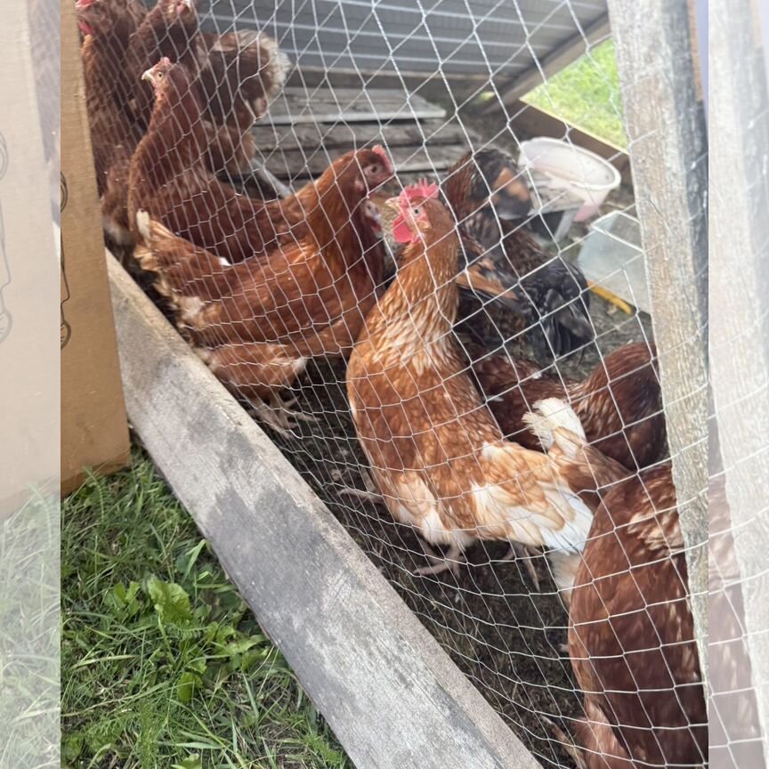 Продам куриц несушек
